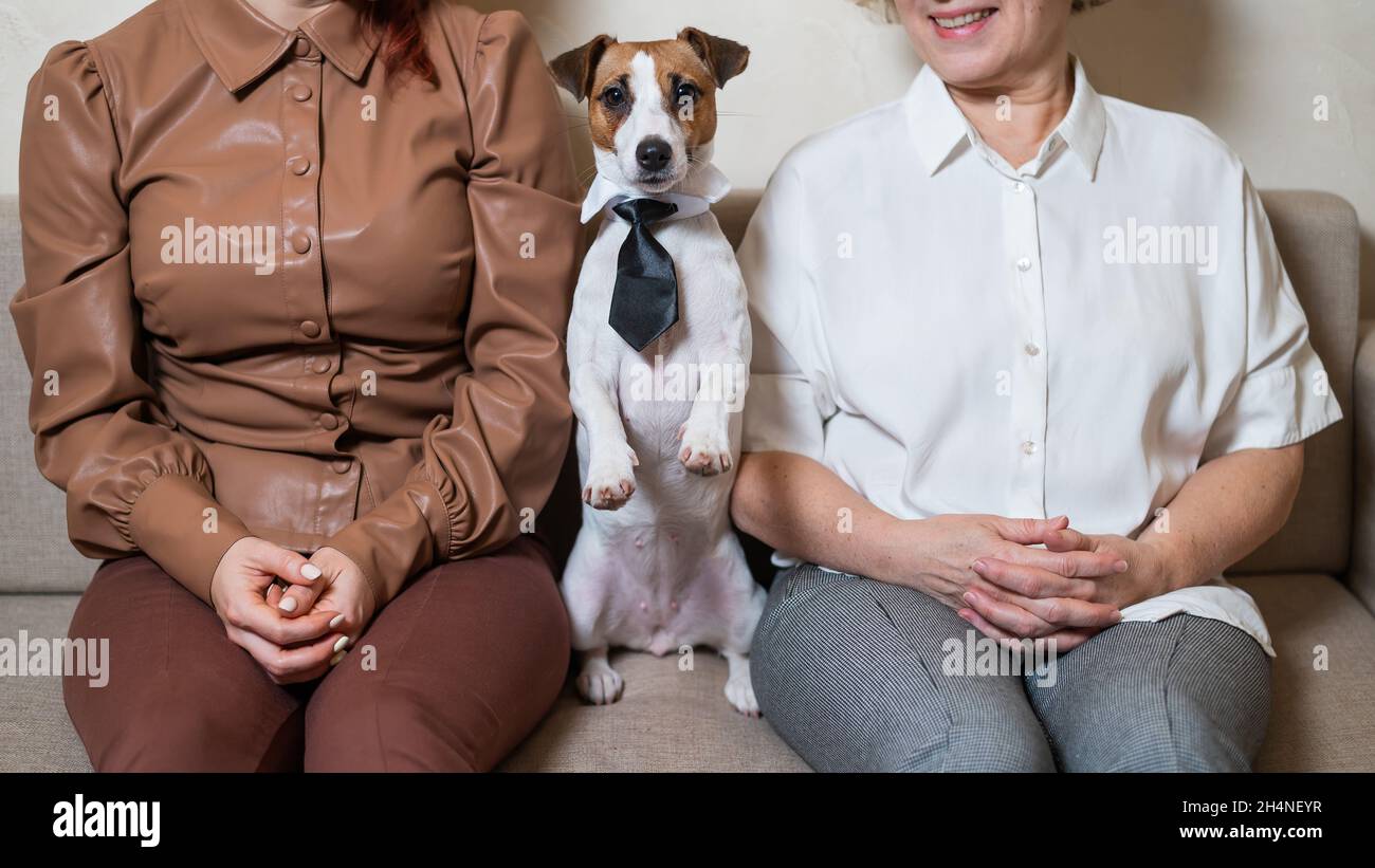 A cute dog Jack Russell Terrier is wearing a tie and sitting with two ...