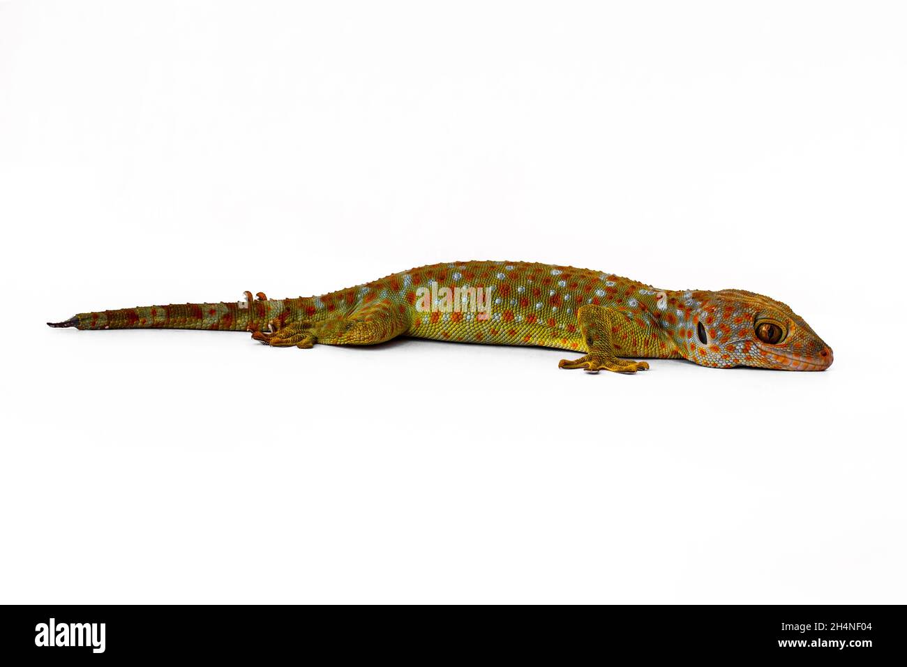 A gecko seen from the side, isolated on a white background, nature ...