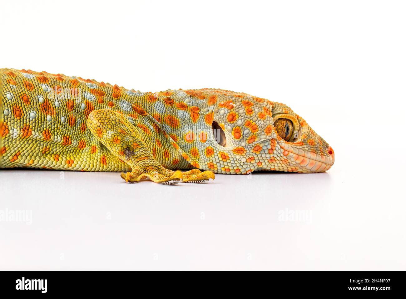 Half of the body of a gecko seen from the side, isolated on a white ...