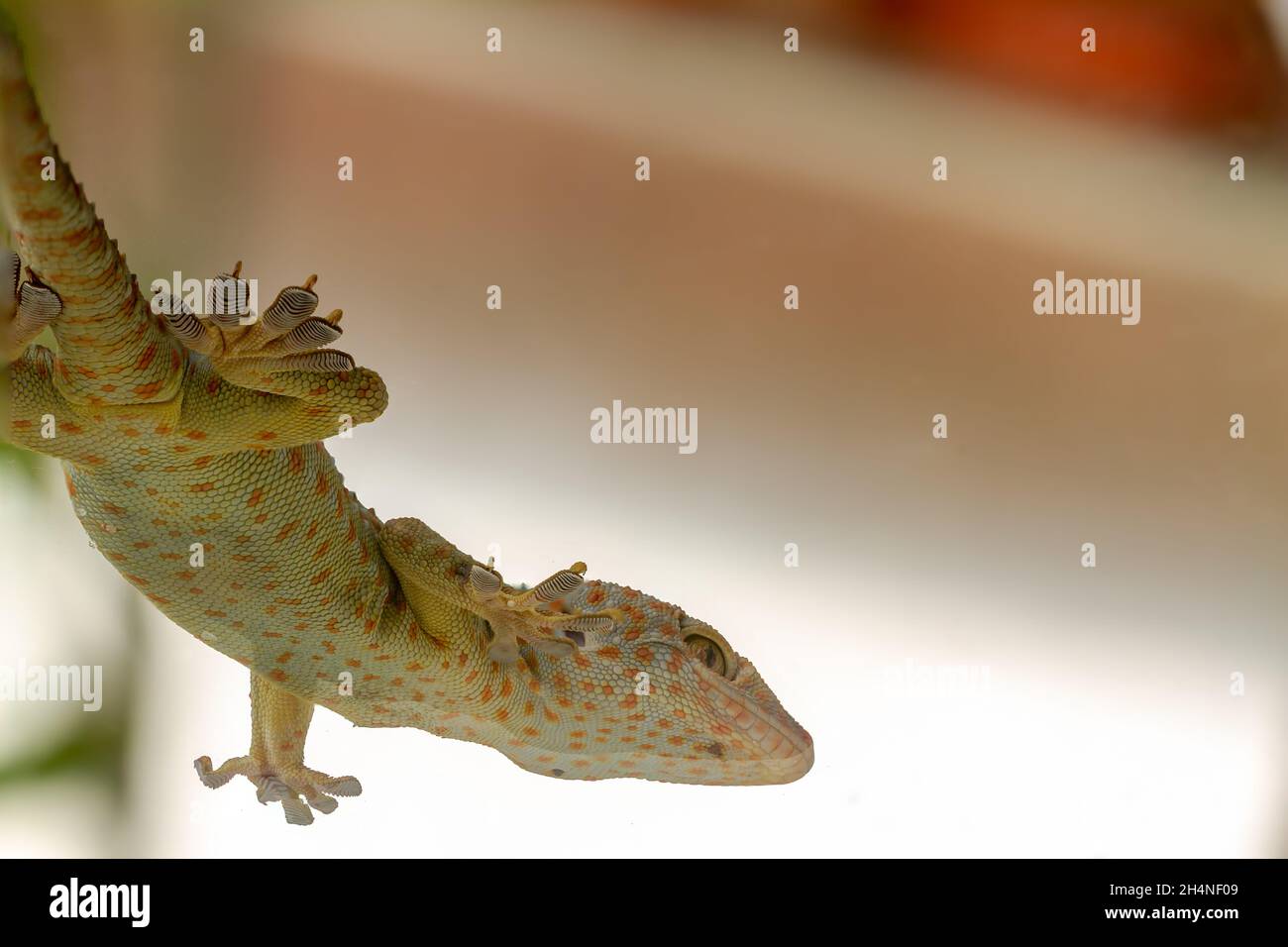 A gecko sitting on a clear glass seen from below, nature concept Stock ...