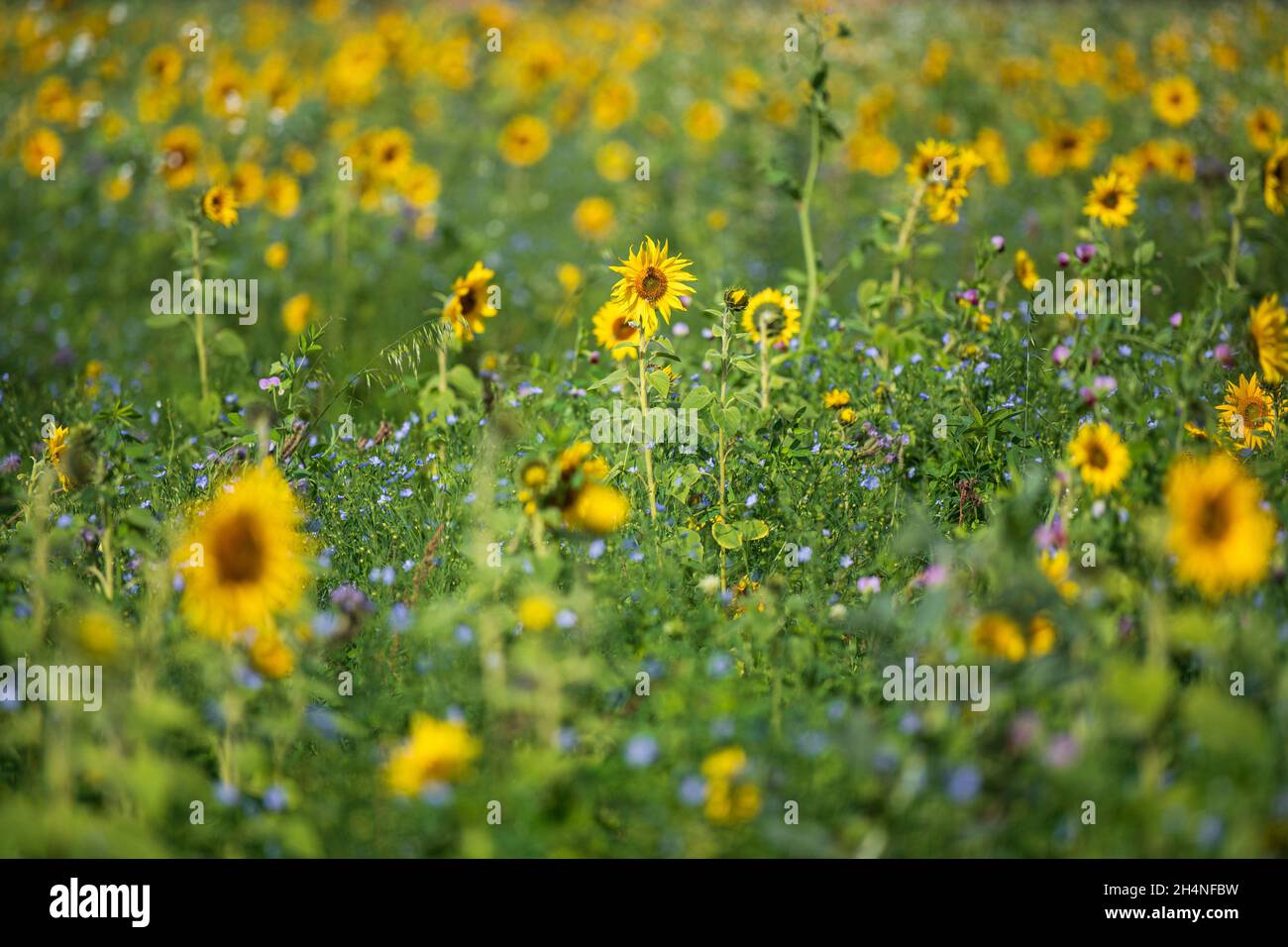 High level of biodiversity hi-res stock photography and images - Alamy