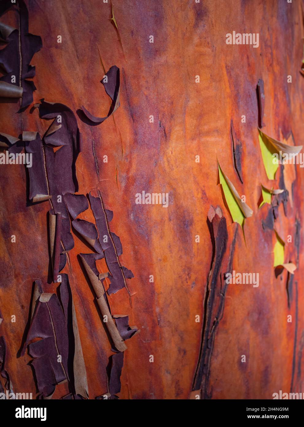 Details of bark on a madrona tree -arbutus menziesii- Madrona tree ...