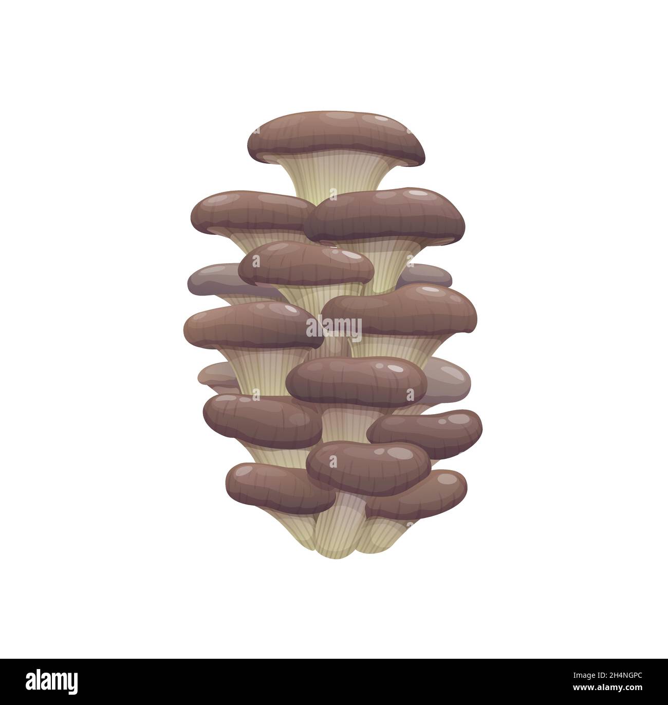 Raw isolated brown oyster mushrooms. Vector wild edible tree mushrooms ...