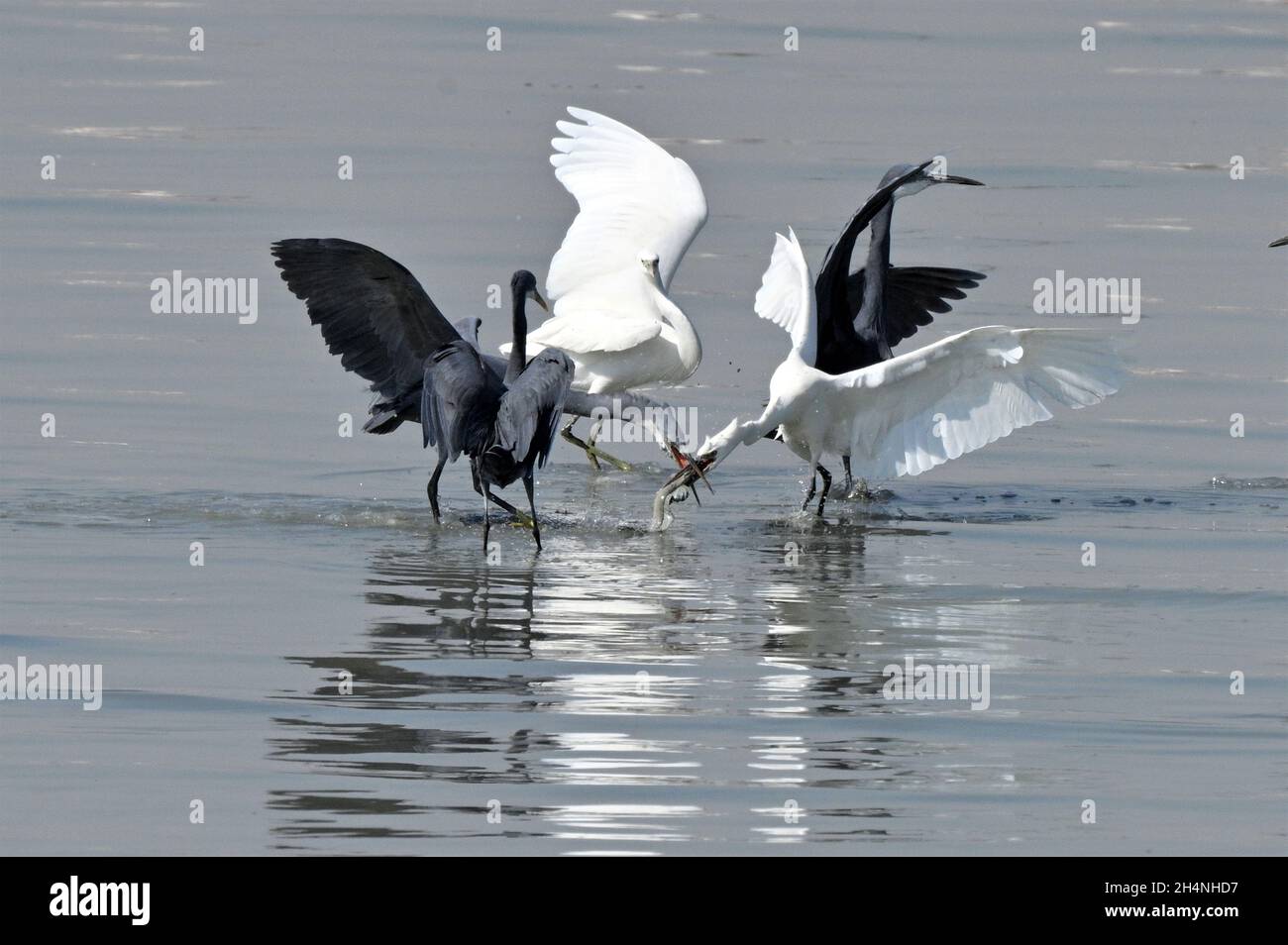 Kuwait City. 3rd Nov, 2021. Birds forage at a beach in Kuwait City Nov ...