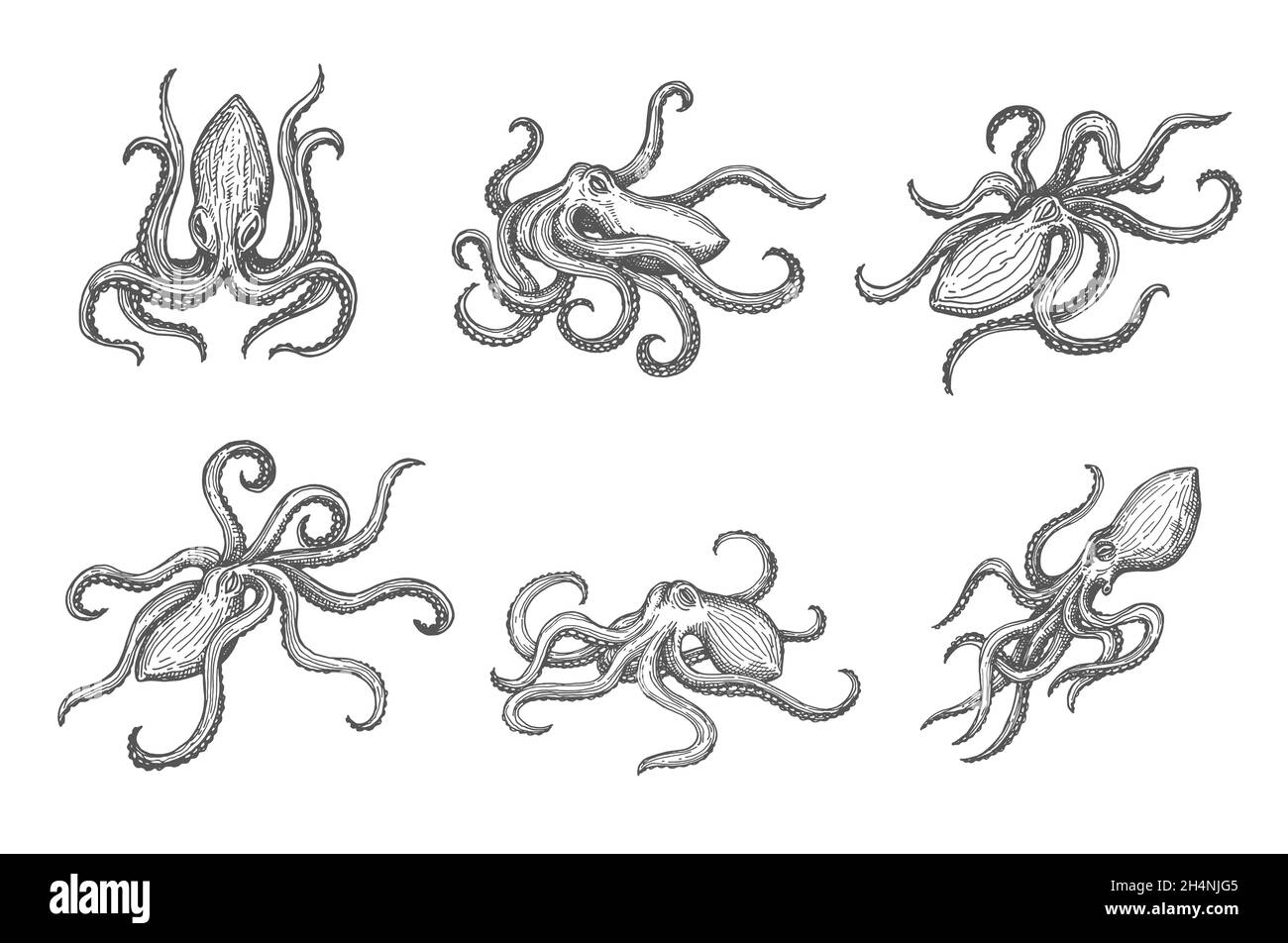 Simple Kraken Drawing