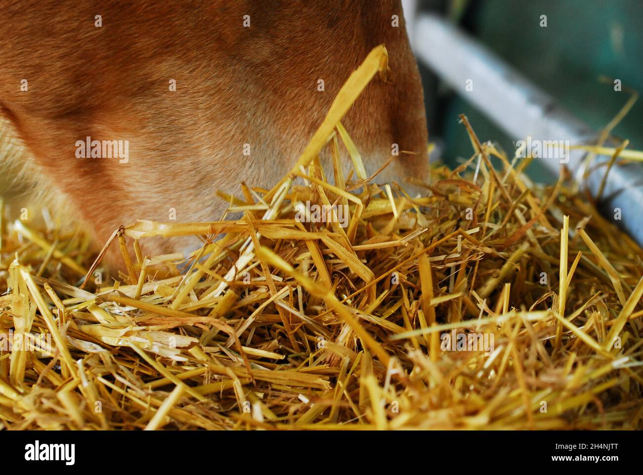 The mouth of a straw eating horse Stock Photo - Alamy