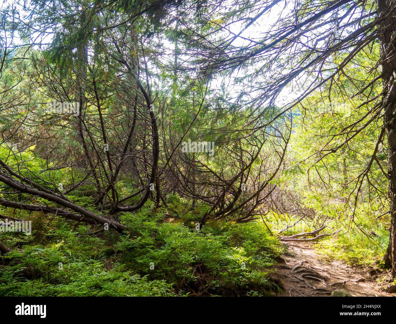 Scenic Trail full of roots in the middle of wooden coniferous forrest ...