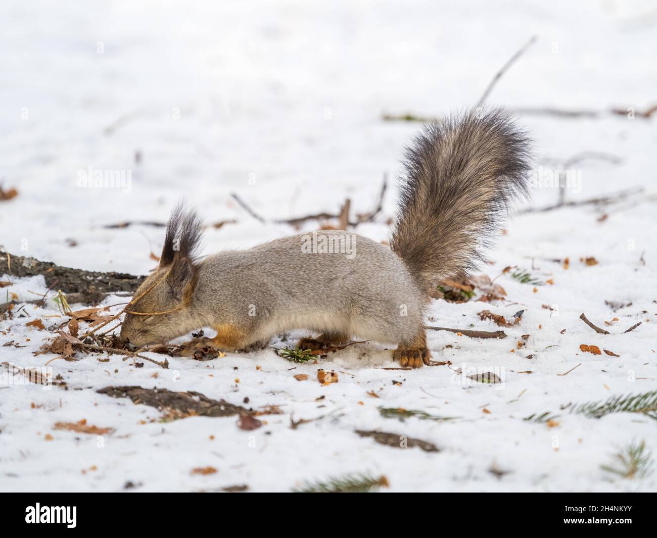 Squirrel hides nuts in the white snow. Eurasian red squirrel, Sciurus ...
