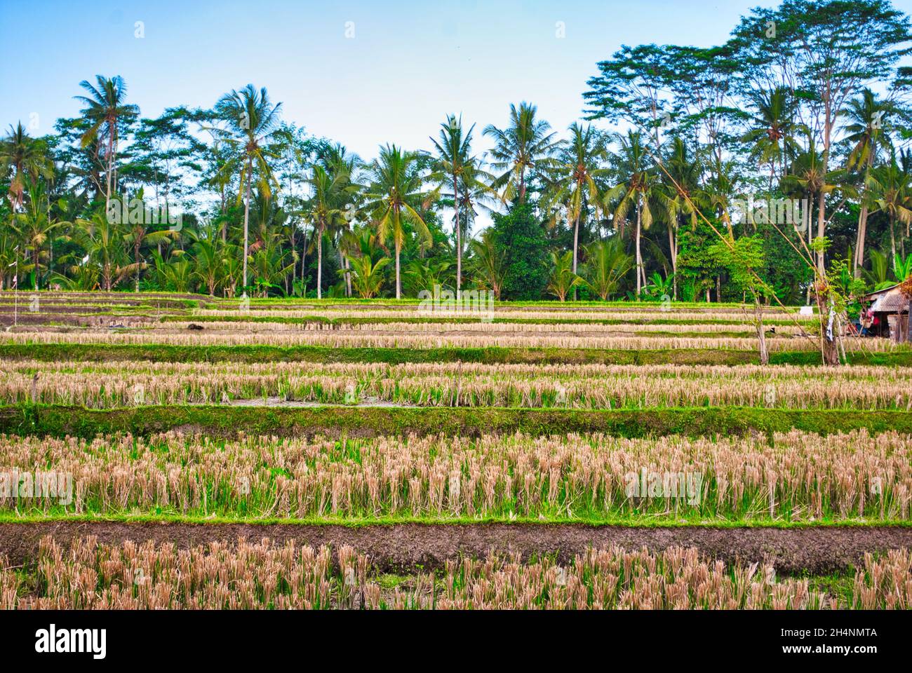 Traditional rice paddy field in Indonesia Stock Photo - Alamy