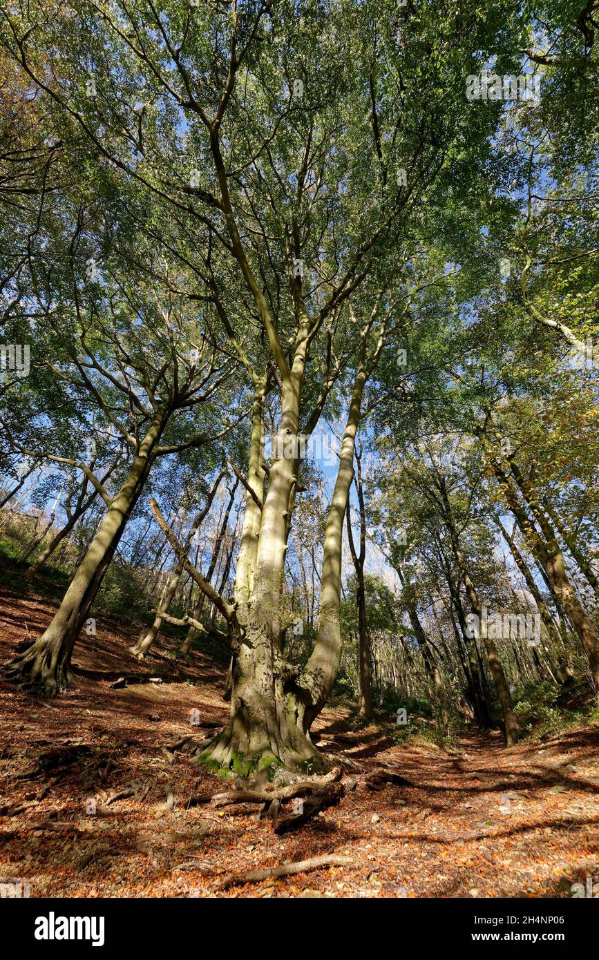 European or Common Beech - Fagus sylvatica, old multi-trunked tree in ...
