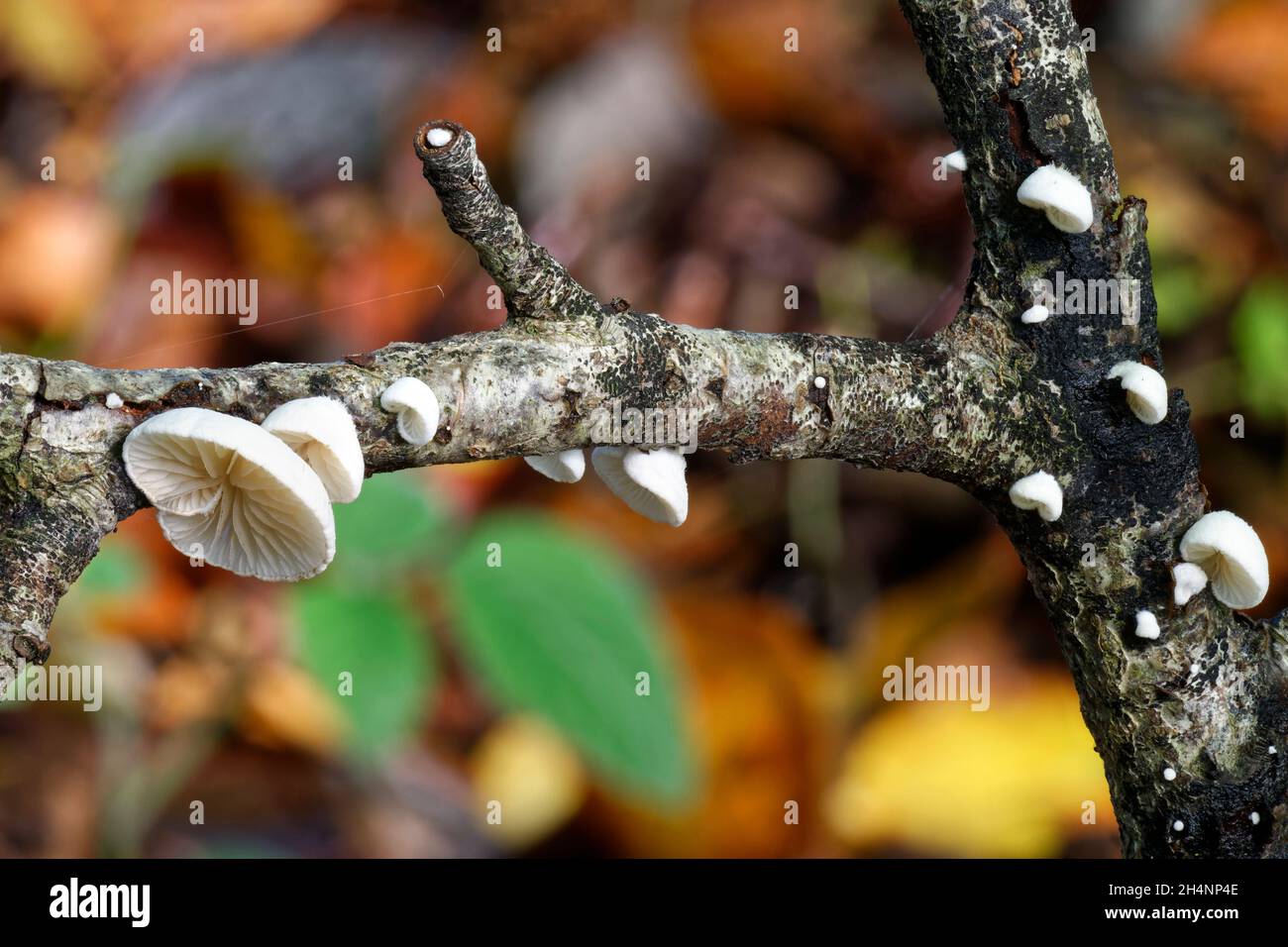 Variable Oysterling - Crepidotus variabilis, small fungus on rotting ...