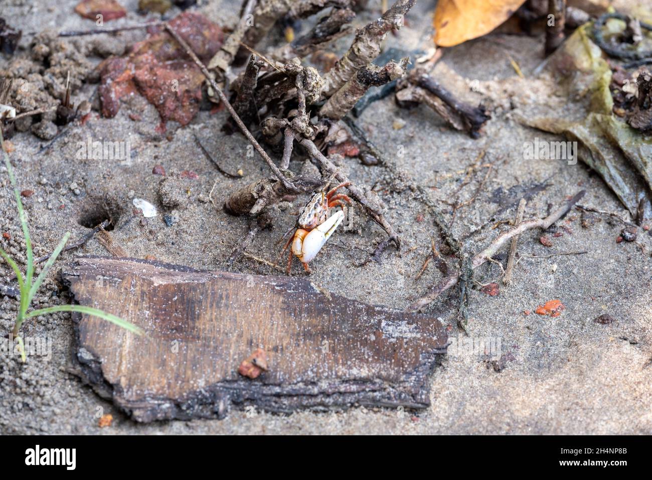 Scenic view of a Ring Legged Fiddler Crab on the beach Stock Photo - Alamy
