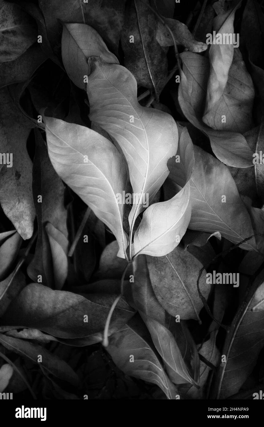 Grayscale of dry leaves background Stock Photo - Alamy