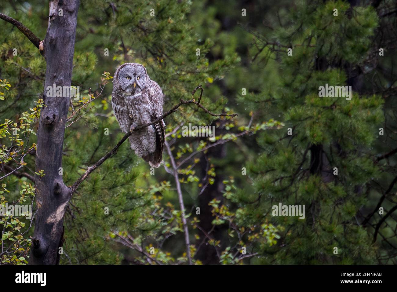 Selective of a Great gray owl (Strix nebulosa) on a tree Stock Photo ...