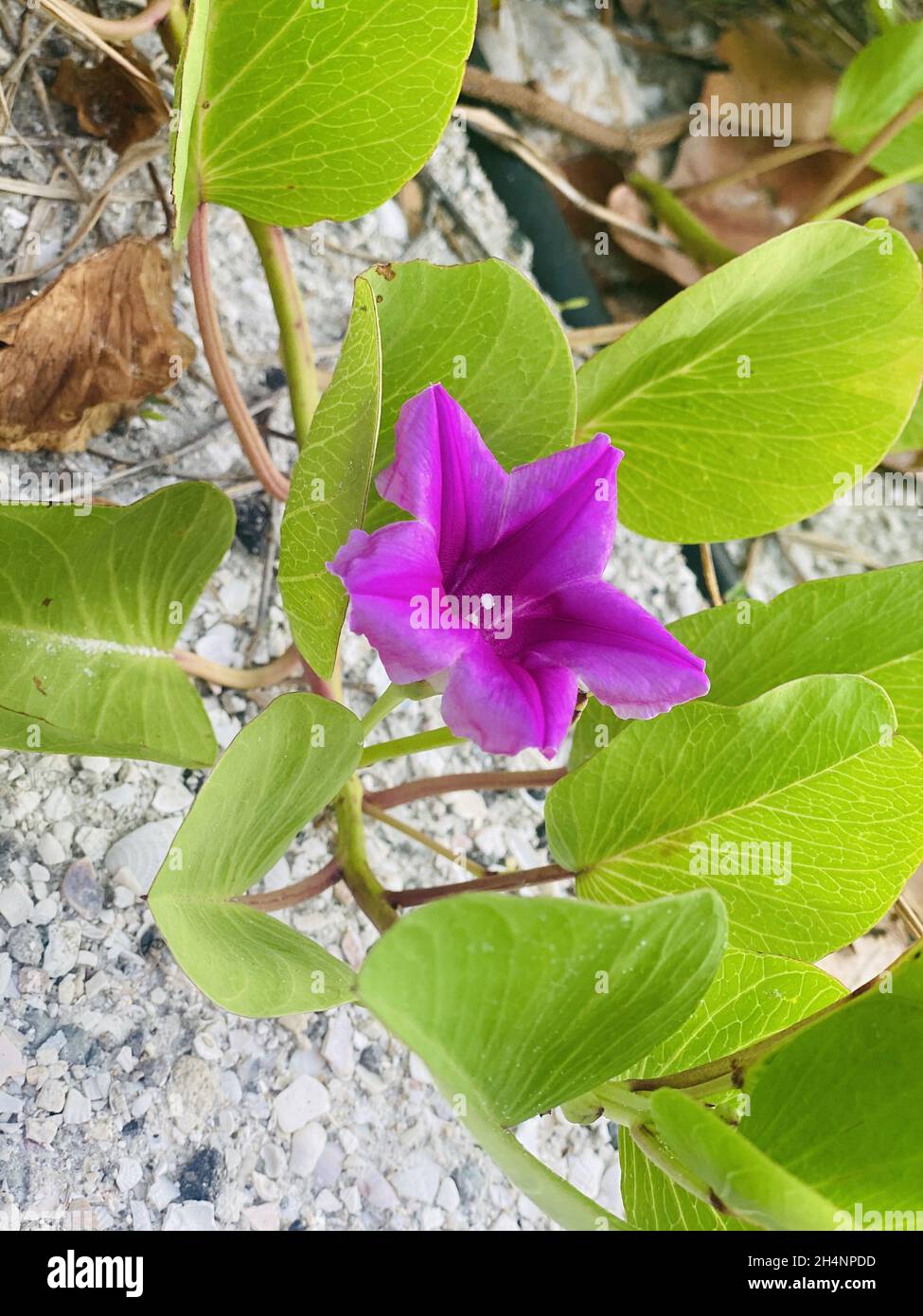 Selective of a purple ipomoea flower in a garden Stock Photo - Alamy