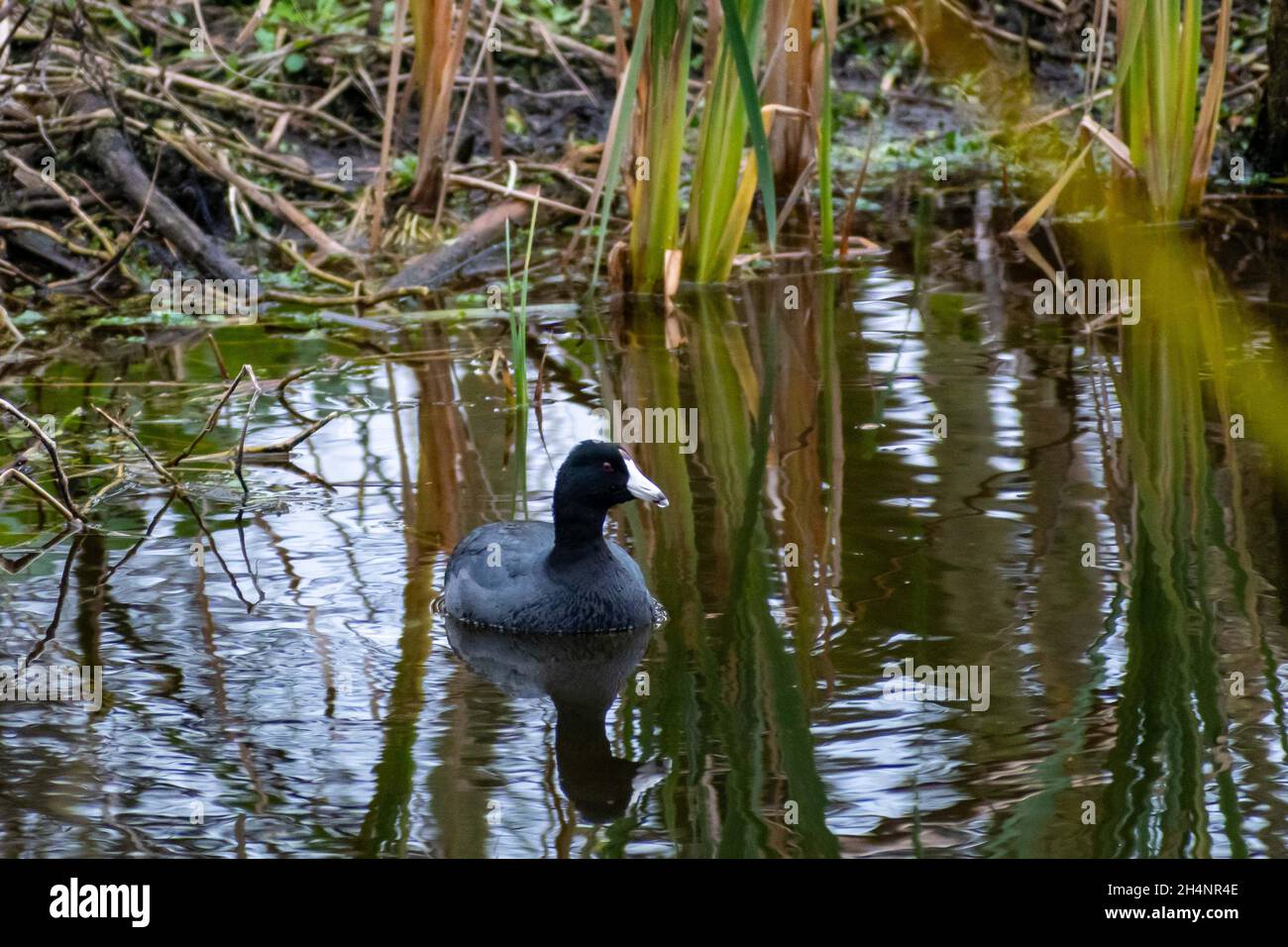 An American Coot in Hilton Head Island, South Carolina Stock Photo - Alamy