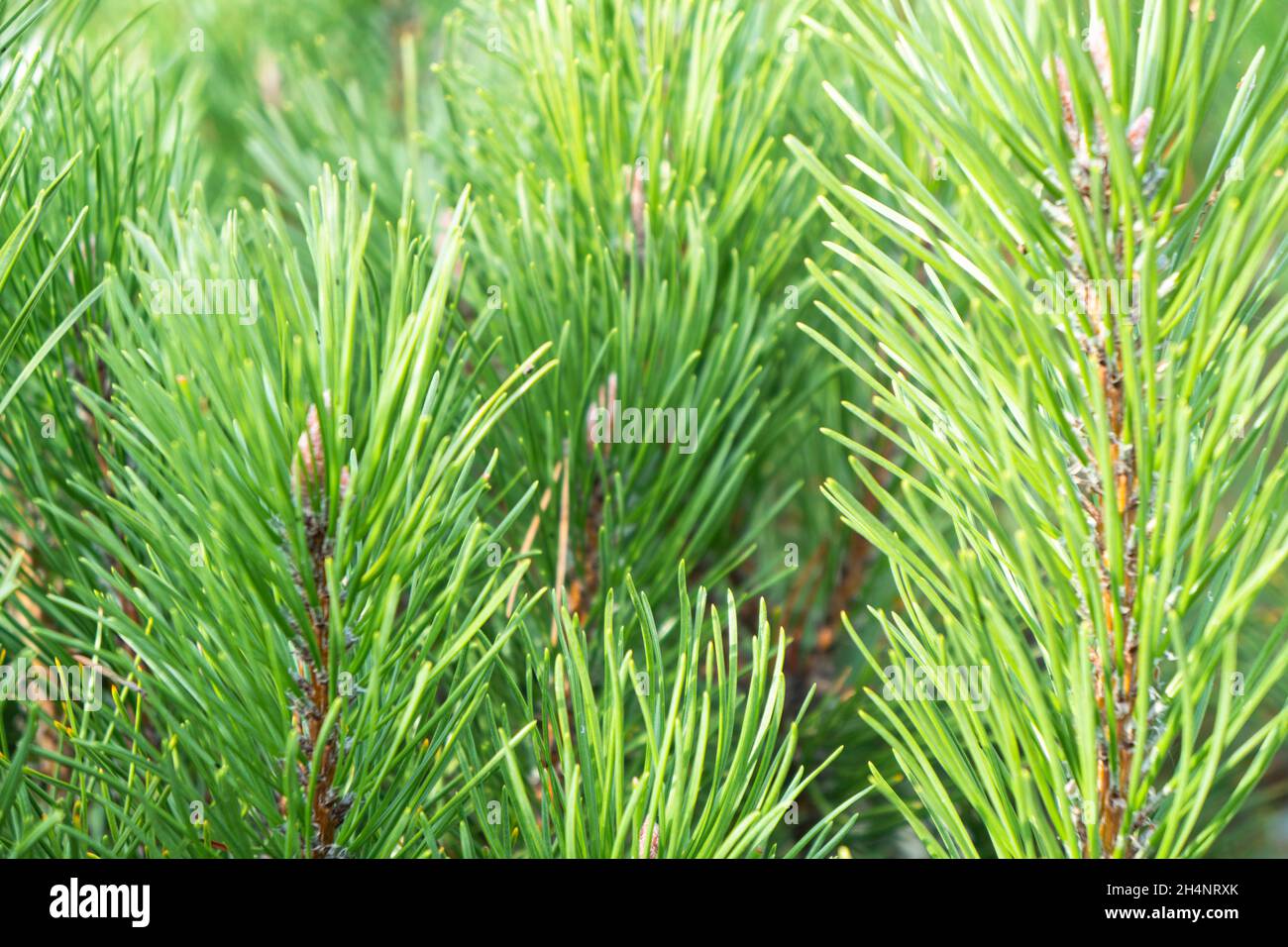 Pine tree background texture pattrn. Ggreen pine brunch background ...