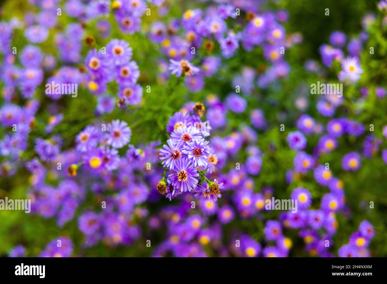 Bush aster shrub hi-res stock photography and images - Alamy