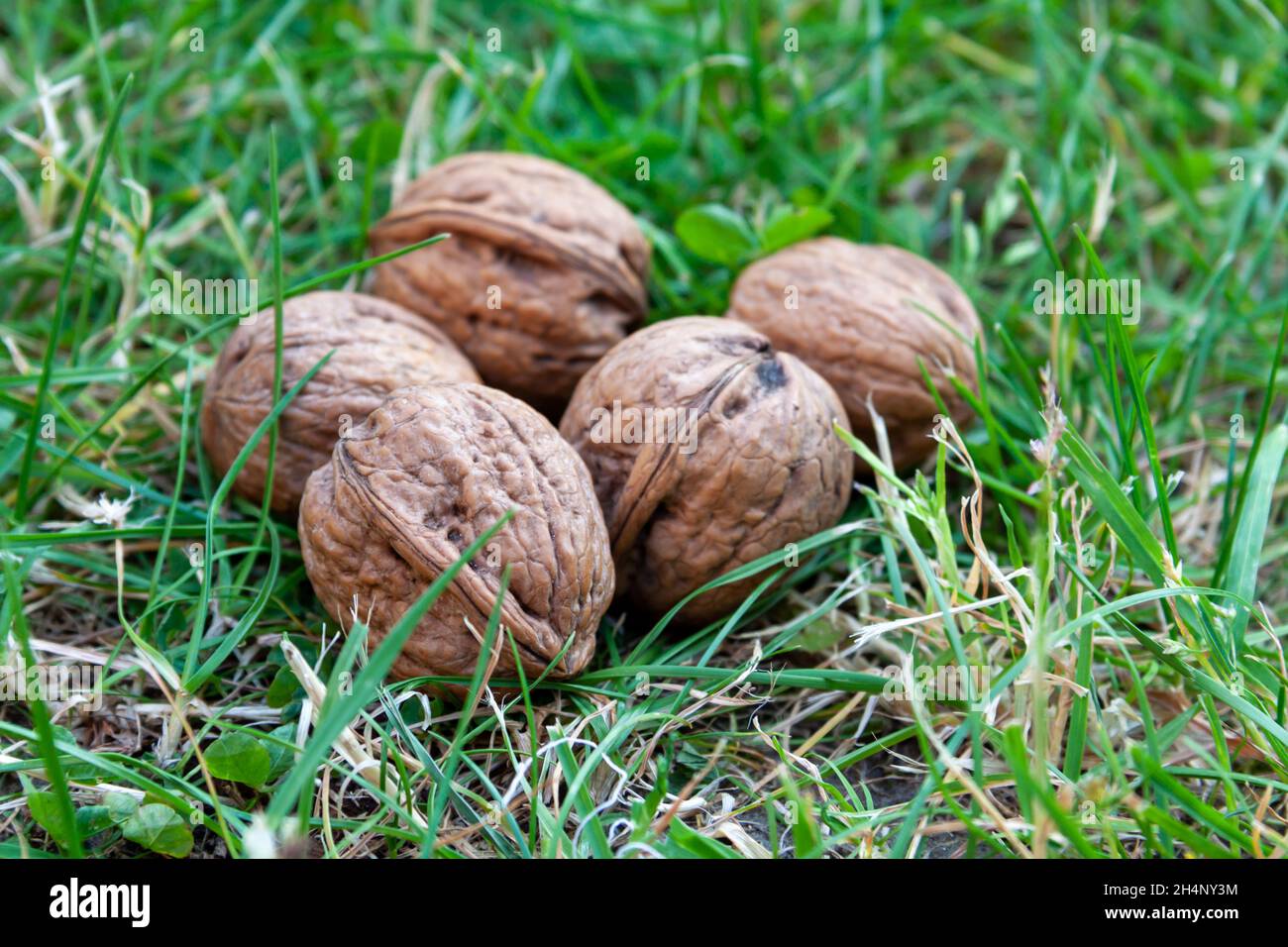 Closeup shot of a handful of shelled walnuts on the grass Stock Photo ...