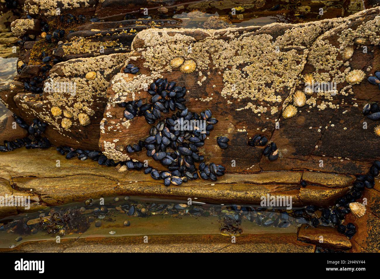 Marine shells hi-res stock photography and images - Alamy