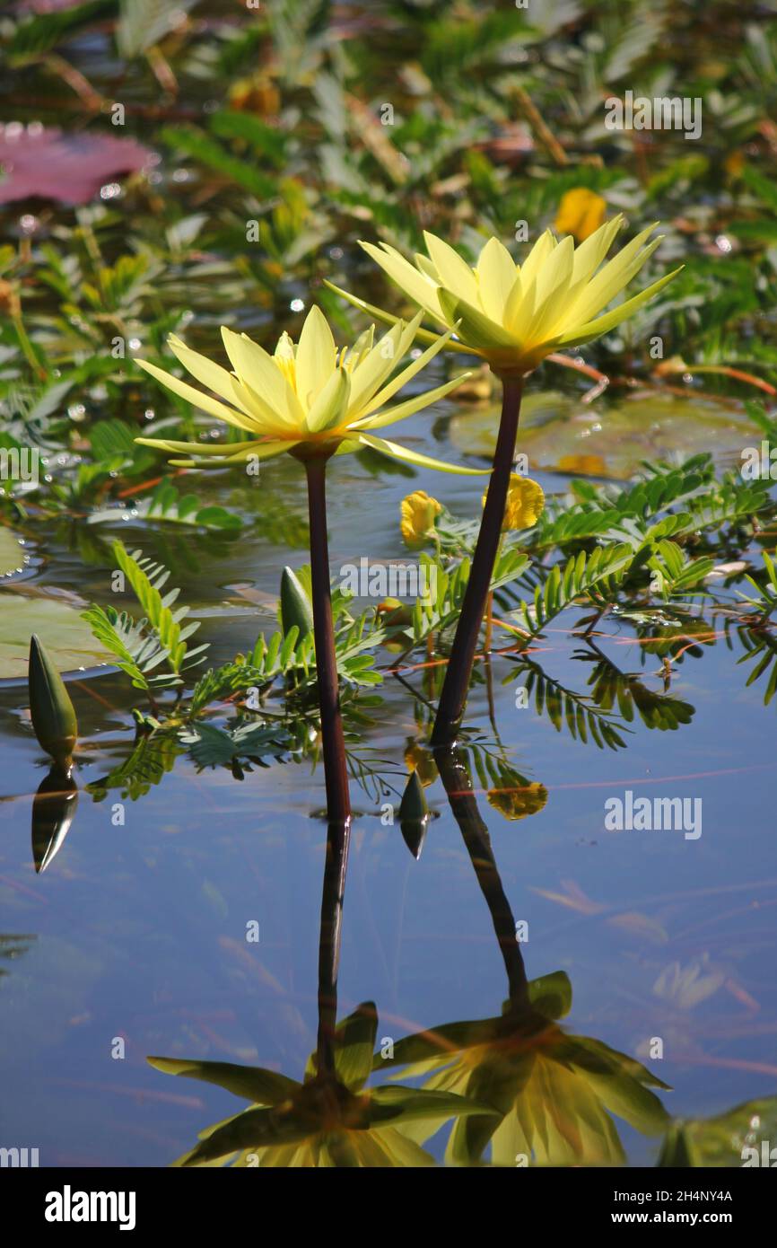 Beautiful bright yellow water lily lotus flower blooming on the surface ...