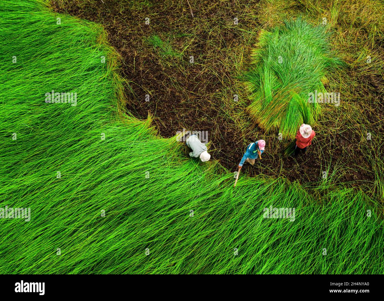 Farmers are harvesting sedge plants in the largest sedge field in ...