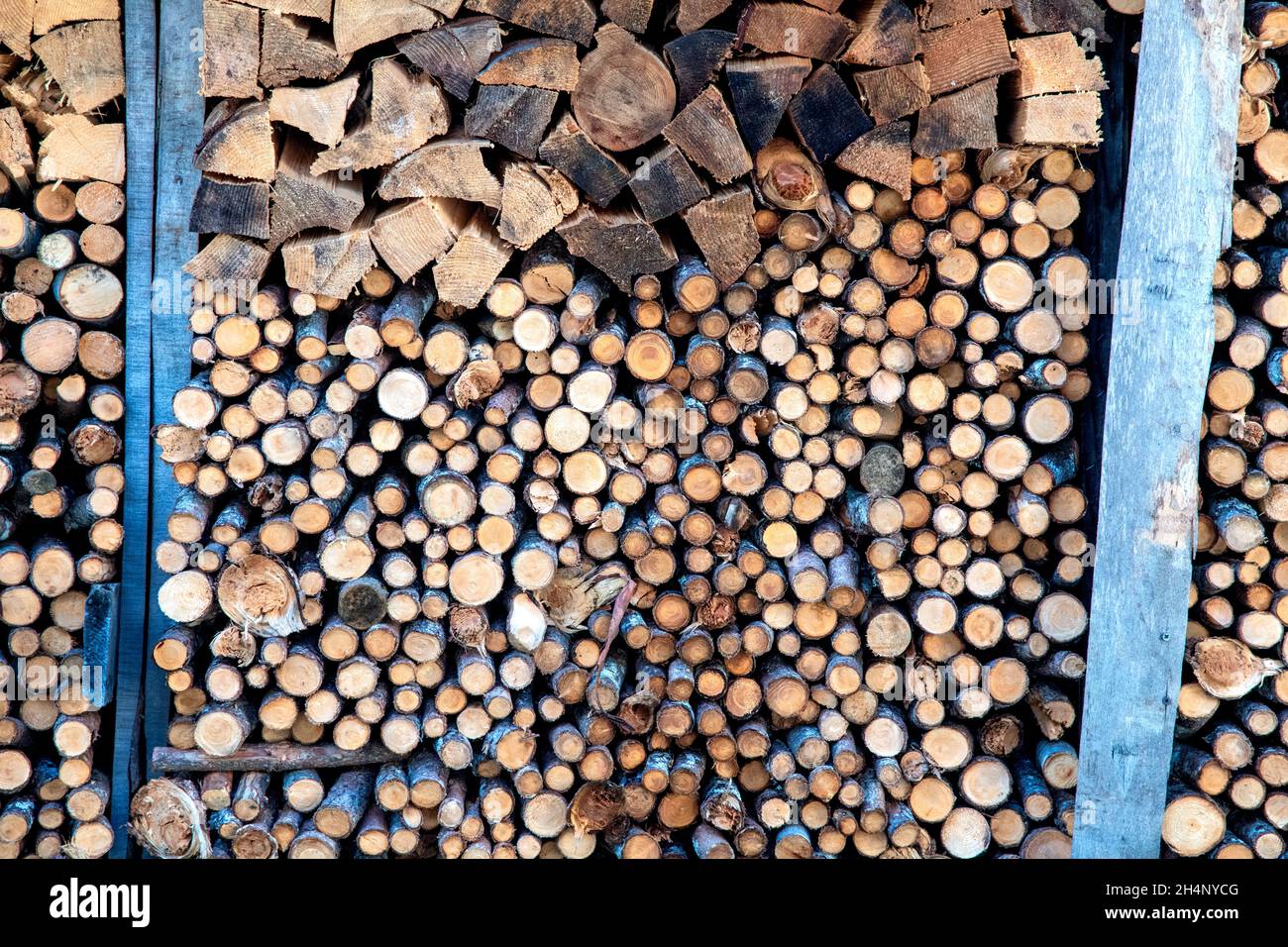 Closeup of logs of trees in nature. a lot of cutted logs Stock Photo ...