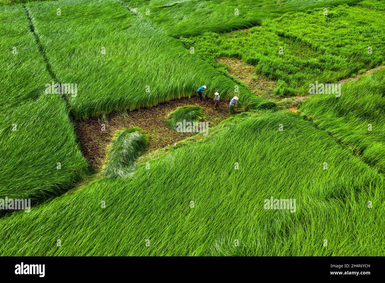Farmers are harvesting sedge plants in the largest sedge field in ...