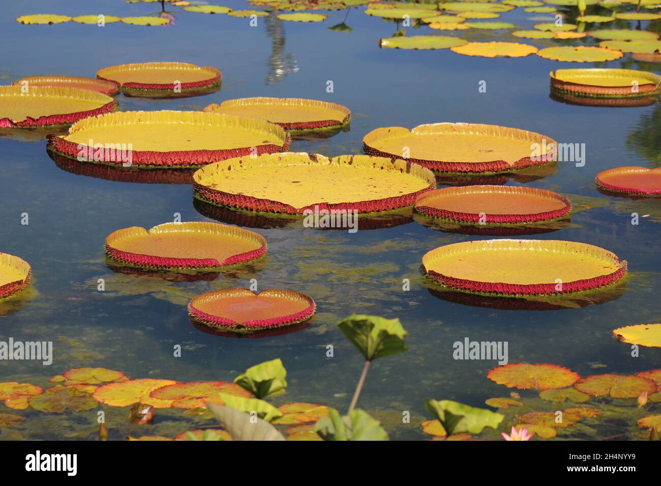 Beautiful water lily lotus pad floating on the surface of the lake ...