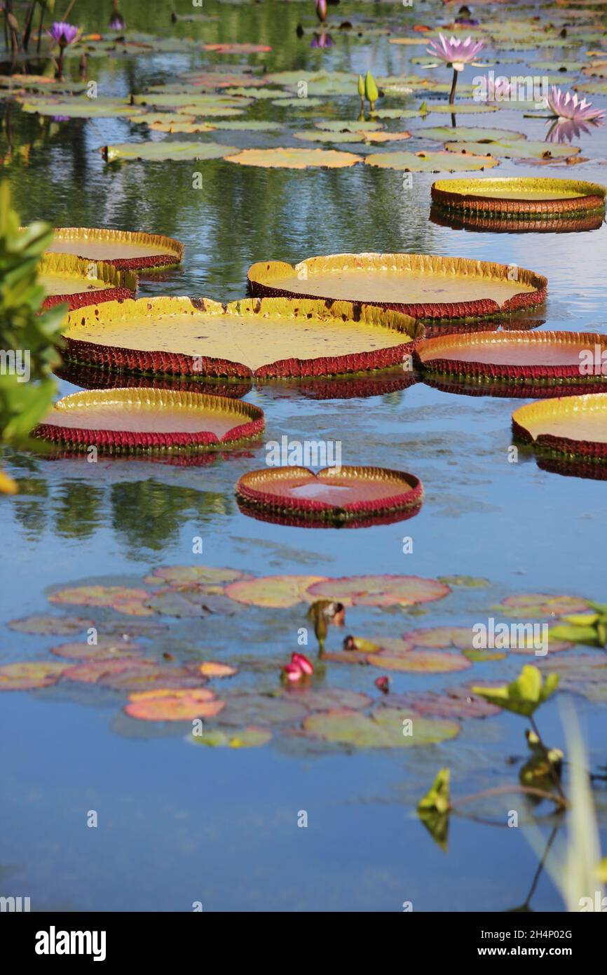 Beautiful water lily lotus pad floating on the surface of the lake ...