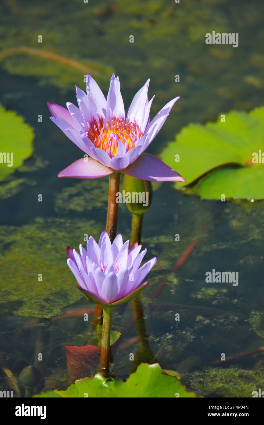 Beautiful pink lotus water lily flower growing in the local pond Stock ...