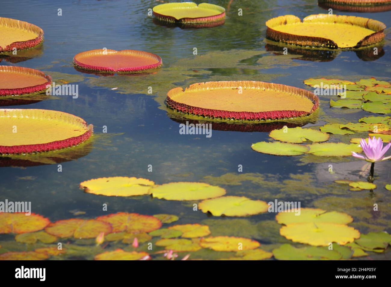Beautiful water lily lotus pad floating on the surface of the lake ...