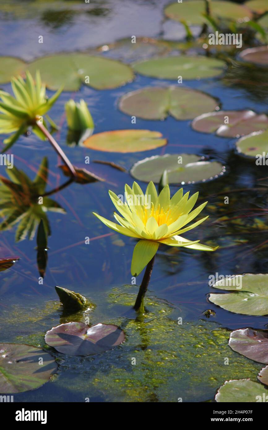 Beautiful bright yellow water lily lotus flower blooming on the surface ...