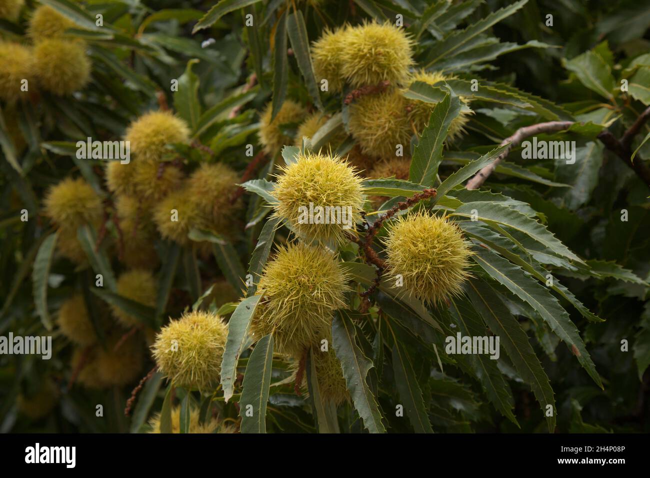 Flora of Gran Canaria - fruit of Castanea sativa, the sweet chestnut ...