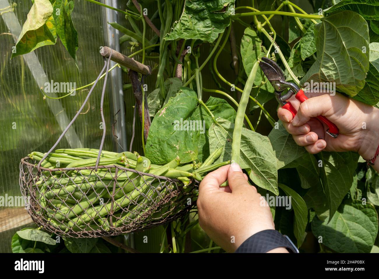 Harvesting Green Beans Garden at Susan Cochrane blog