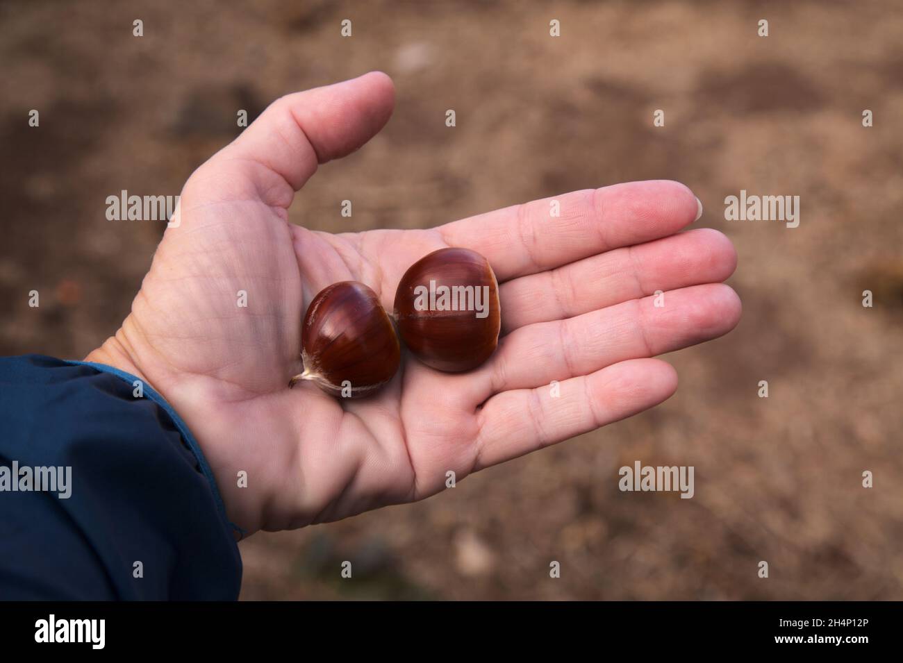 Flora of Gran Canaria - Castanea sativa, the sweet chestnut, introduced ...