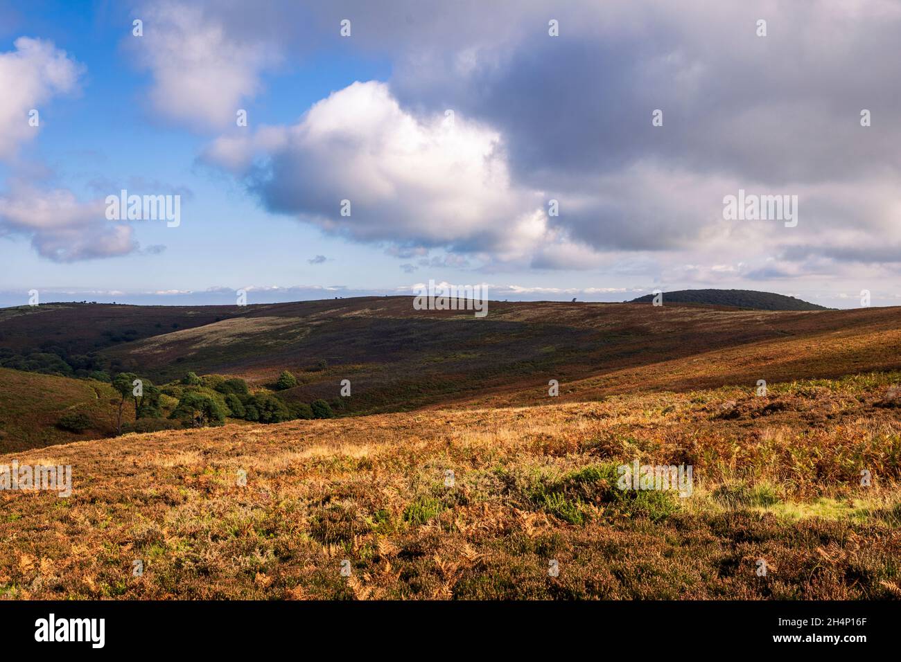 October hike over the barren landscape of the Quantock Hills, Somerset ...