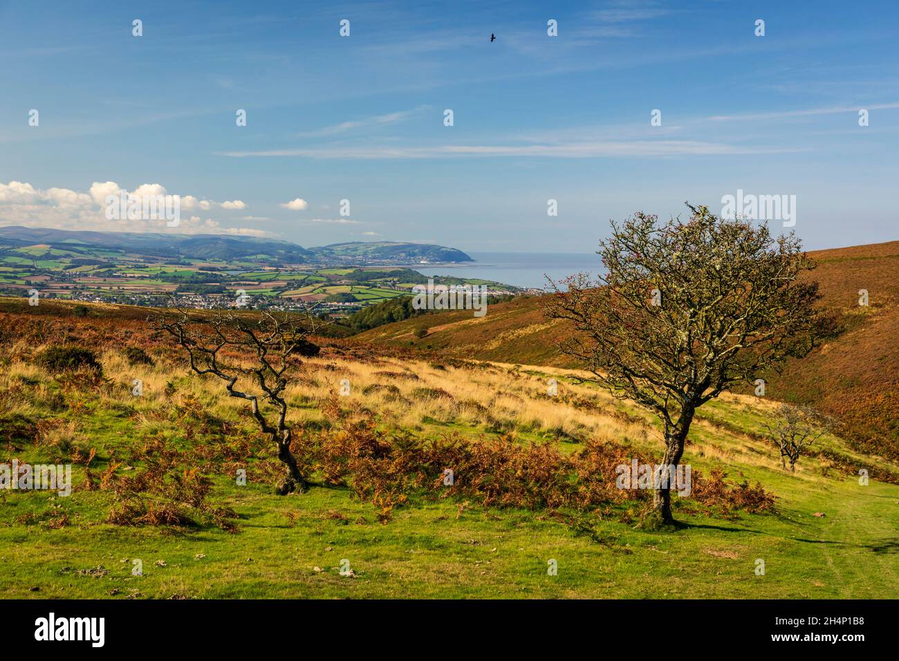October hike over the barren landscape of the Quantock Hills, Somerset ...