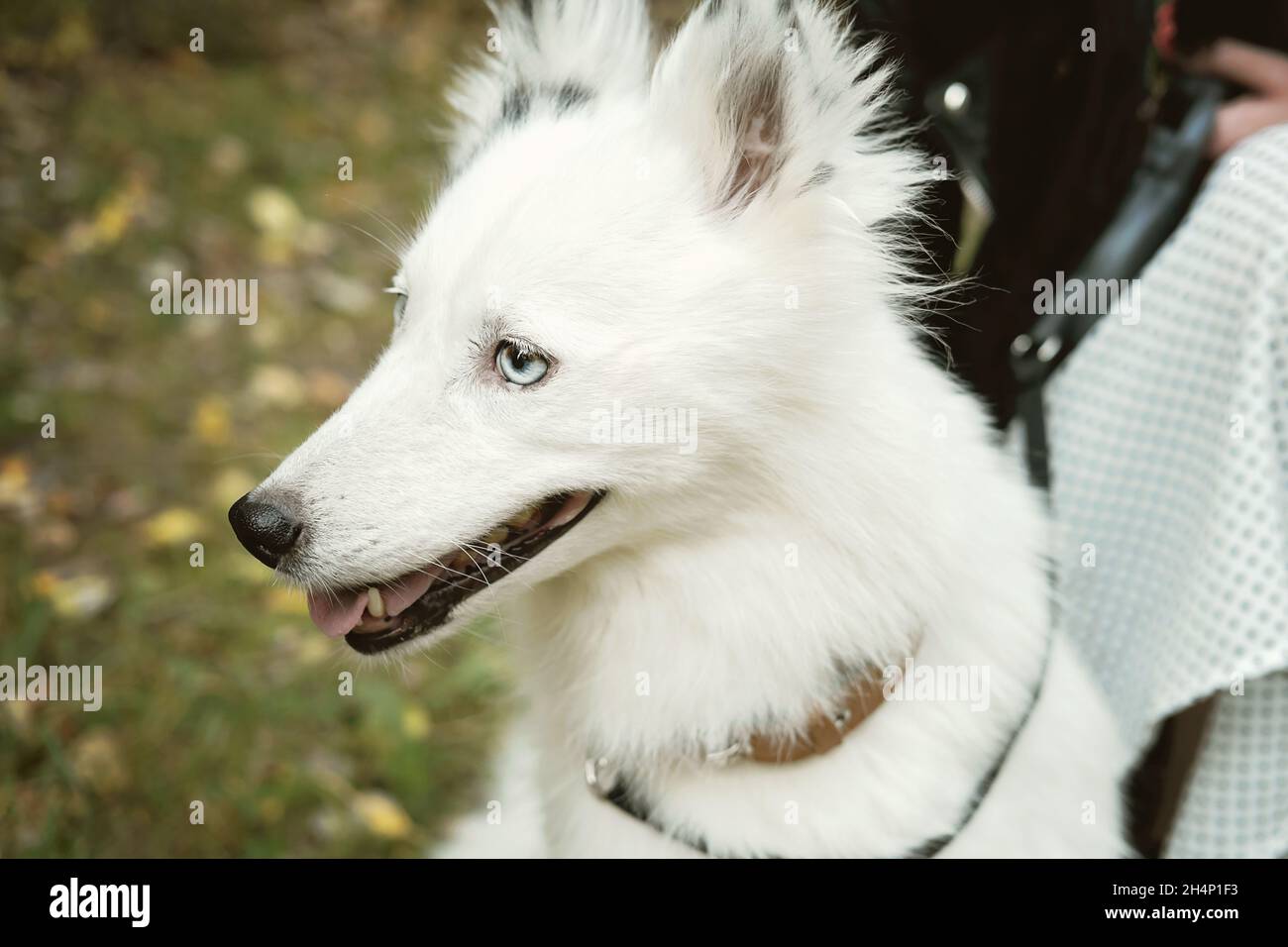 Are Yakutian Laika The Most Intelligent Dogs