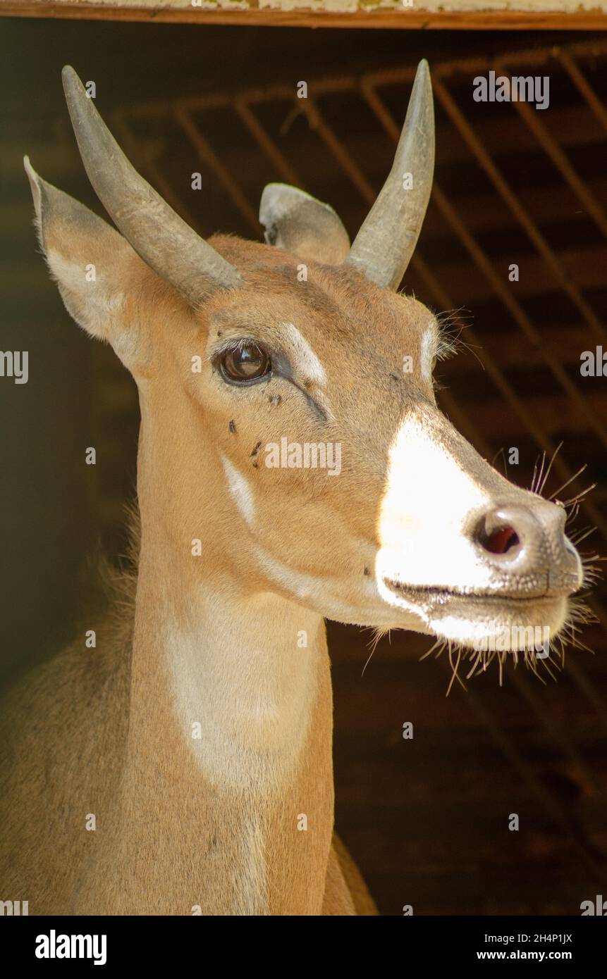 Grassland blackbuck national park hi-res stock photography and images ...