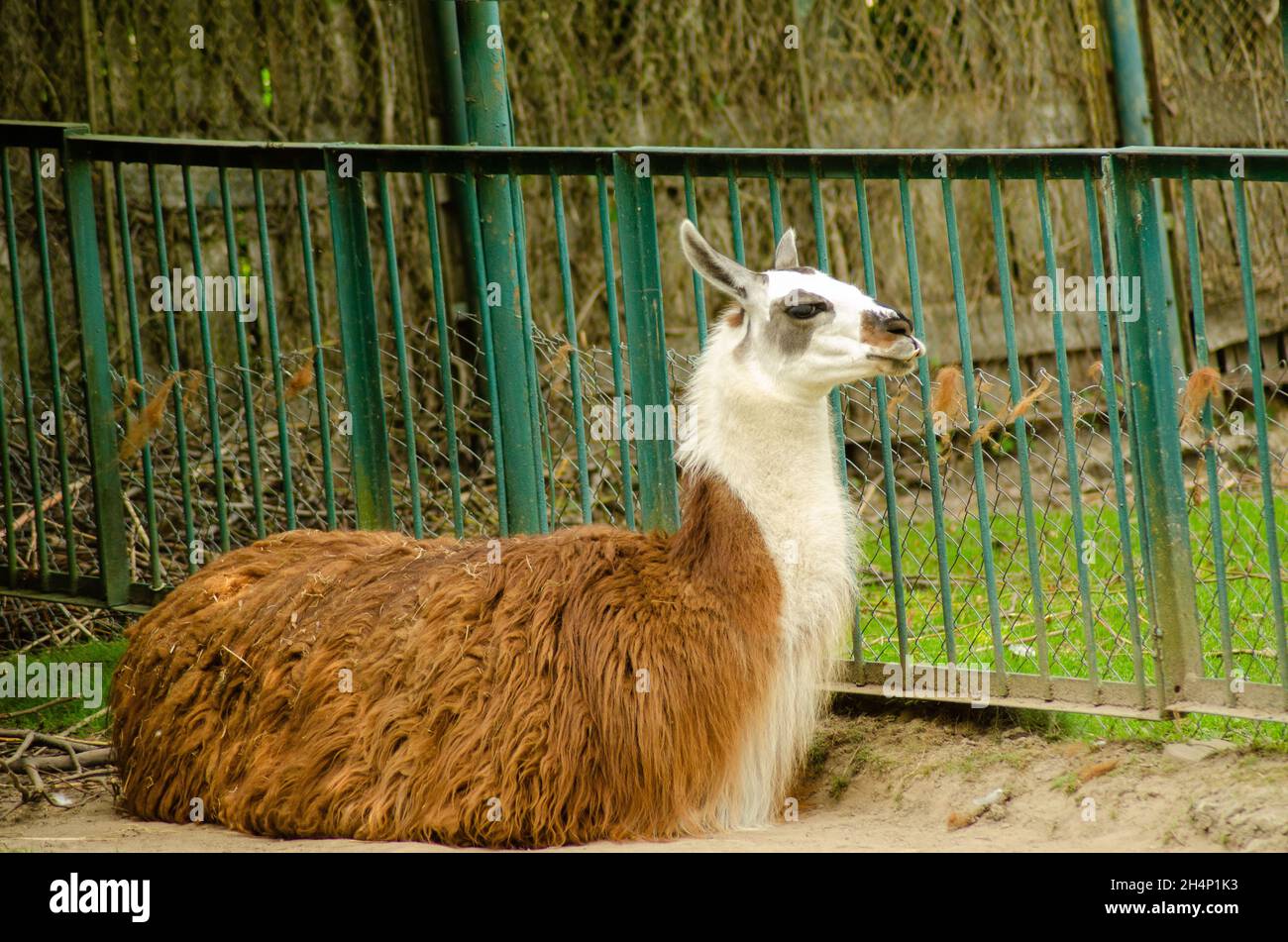 Brown lama in cage Stock Photo - Alamy