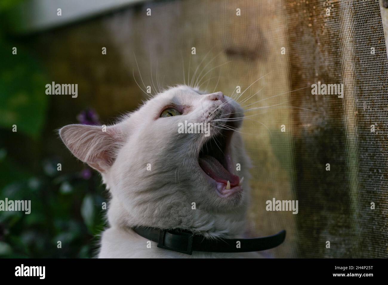 Big white cat of the Siberian breed. An adult beautiful white cat. Snow ...