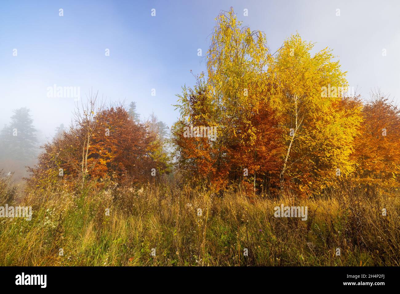 Silver birch betula pendula autumn hi-res stock photography and images ...