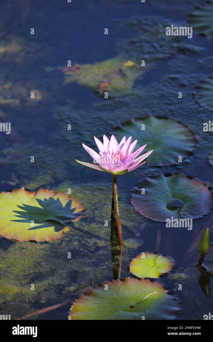 Beautiful pink lotus water lily flower growing in the local pond Stock ...