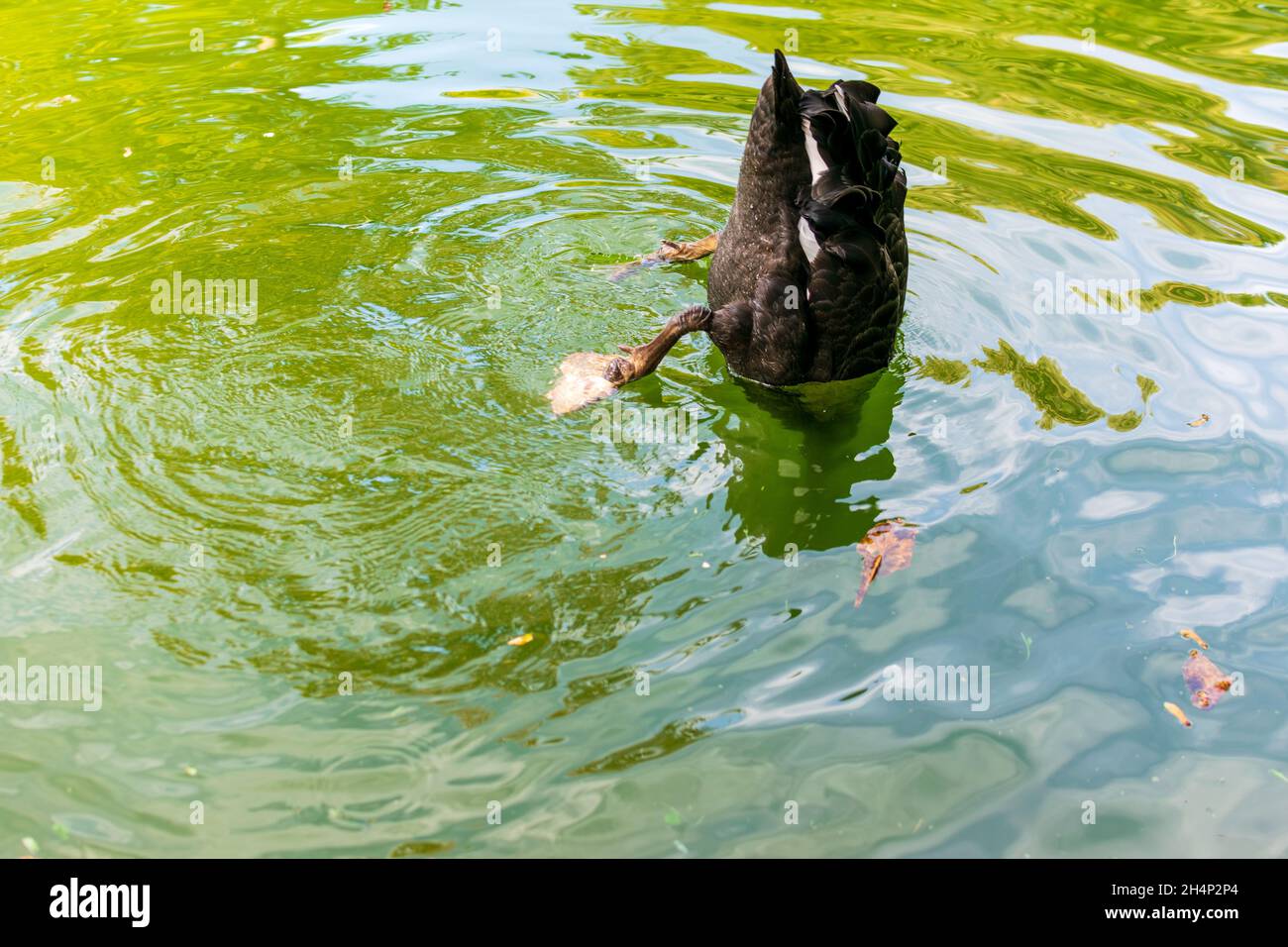 Sunken black swan hi-res stock photography and images - Alamy