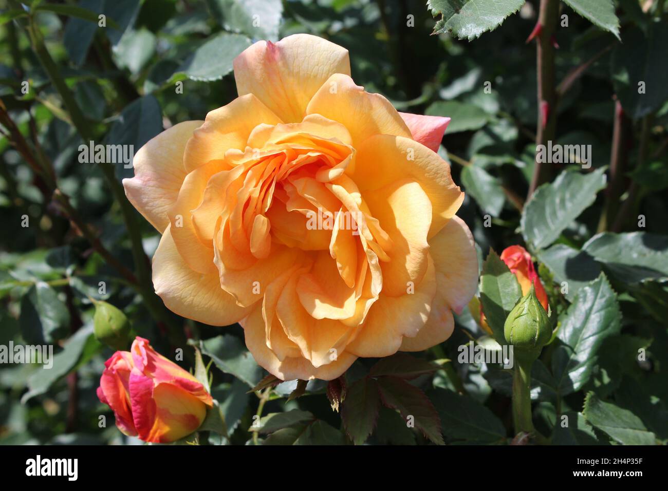 Rose lady of shalott hi-res stock photography and images - Alamy