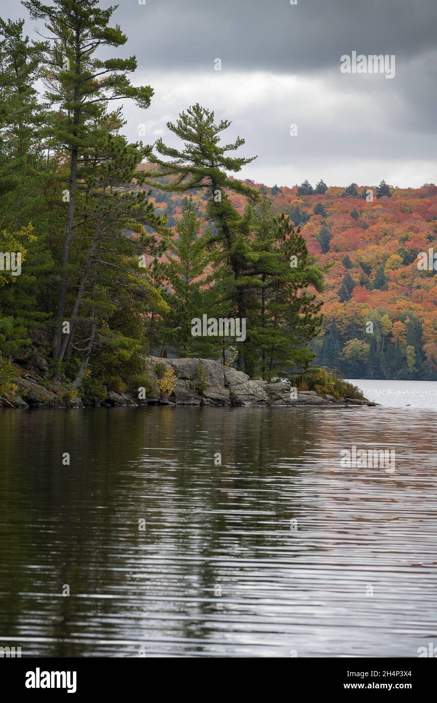 Beautiful vertical shot forest hi-res stock photography and images - Alamy