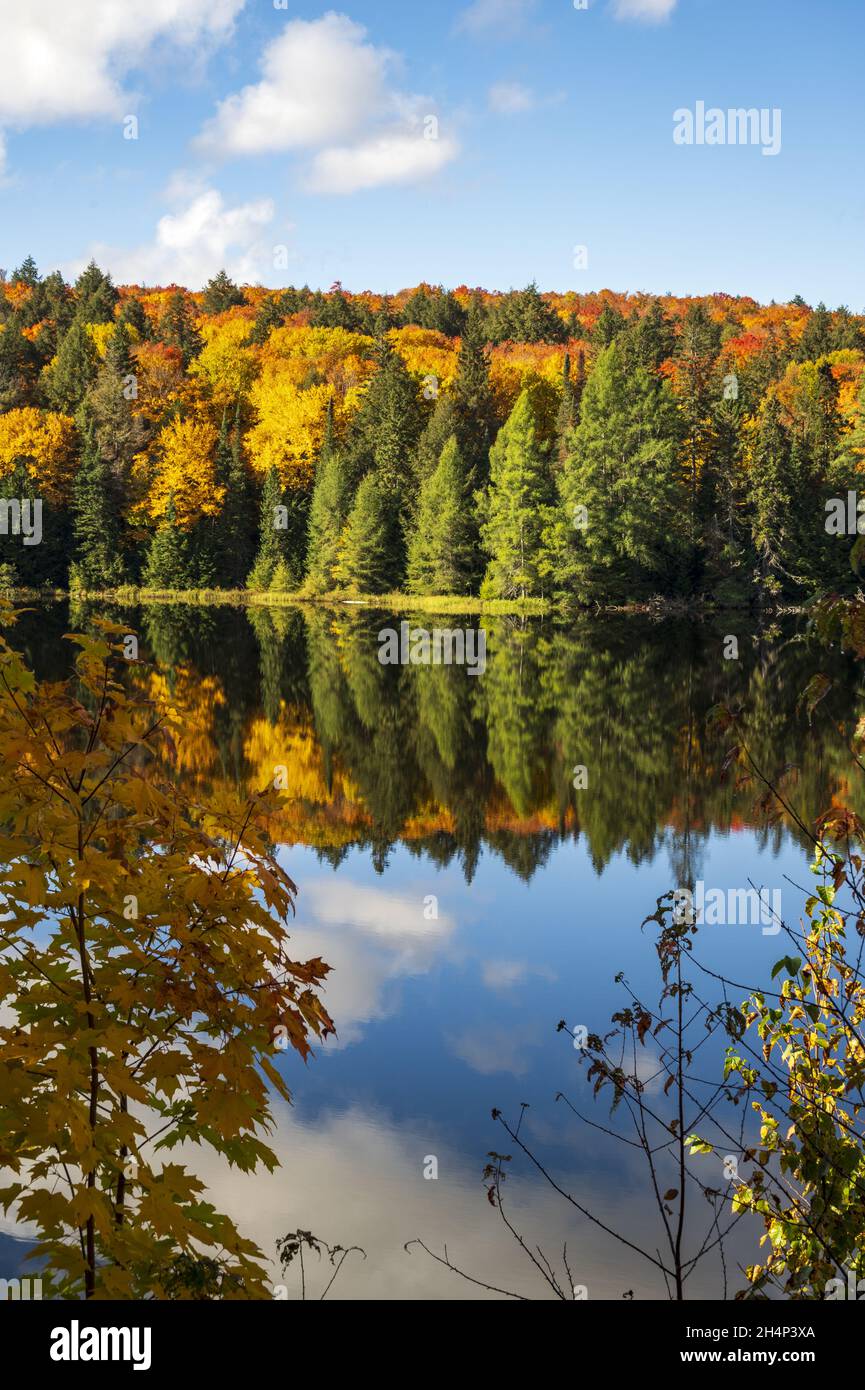 Beautiful vertical shot forest hi-res stock photography and images - Alamy