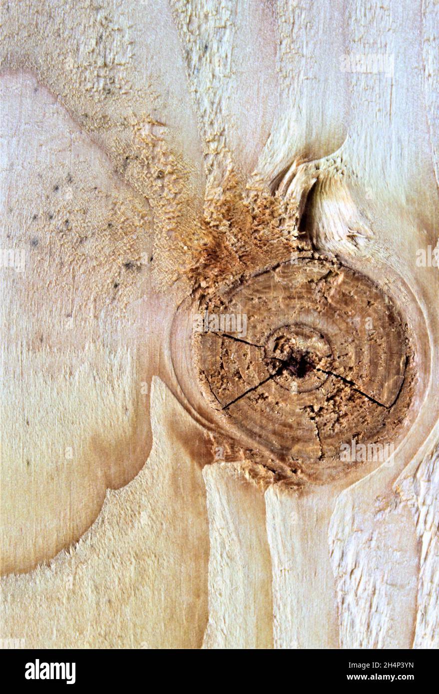 light wood with interesting grain Stock Photo - Alamy