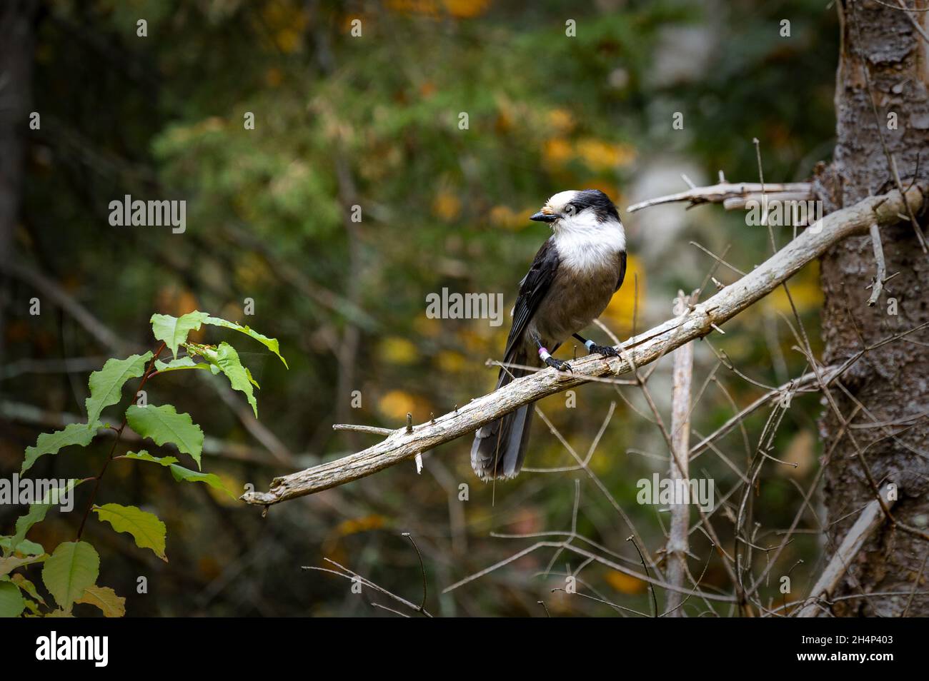 Closeup of the Canada jay, also known as the gray jay, Perisoreus ...